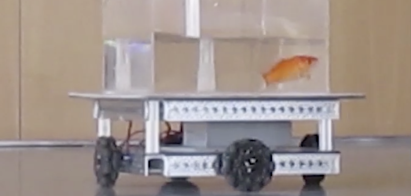 Israeli researchers train fish to drive robotic car | ADAS & Autonomous ...